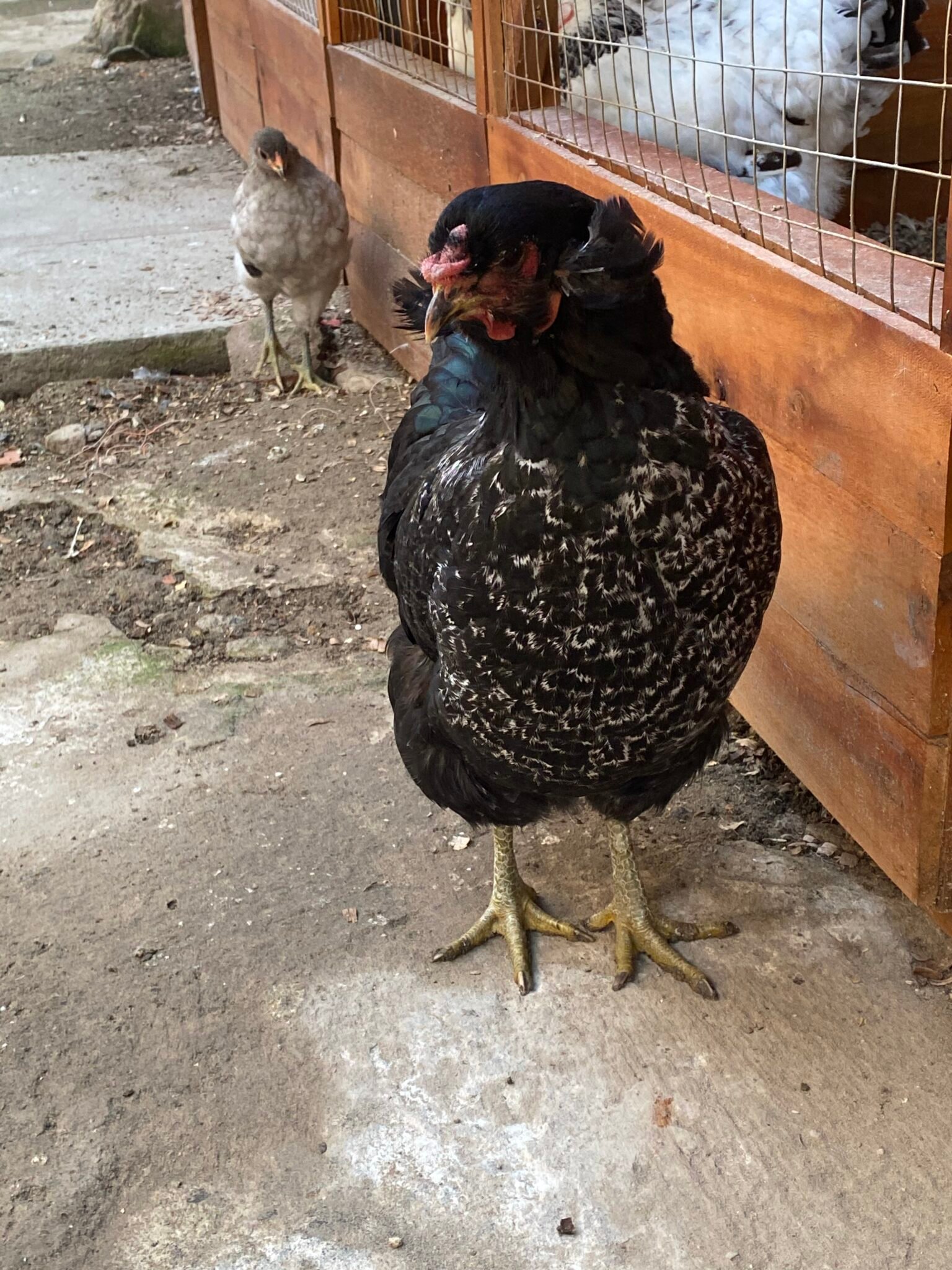 Gallinas Mapuches - Huevos celestes y verdes | Gallinas de Raza