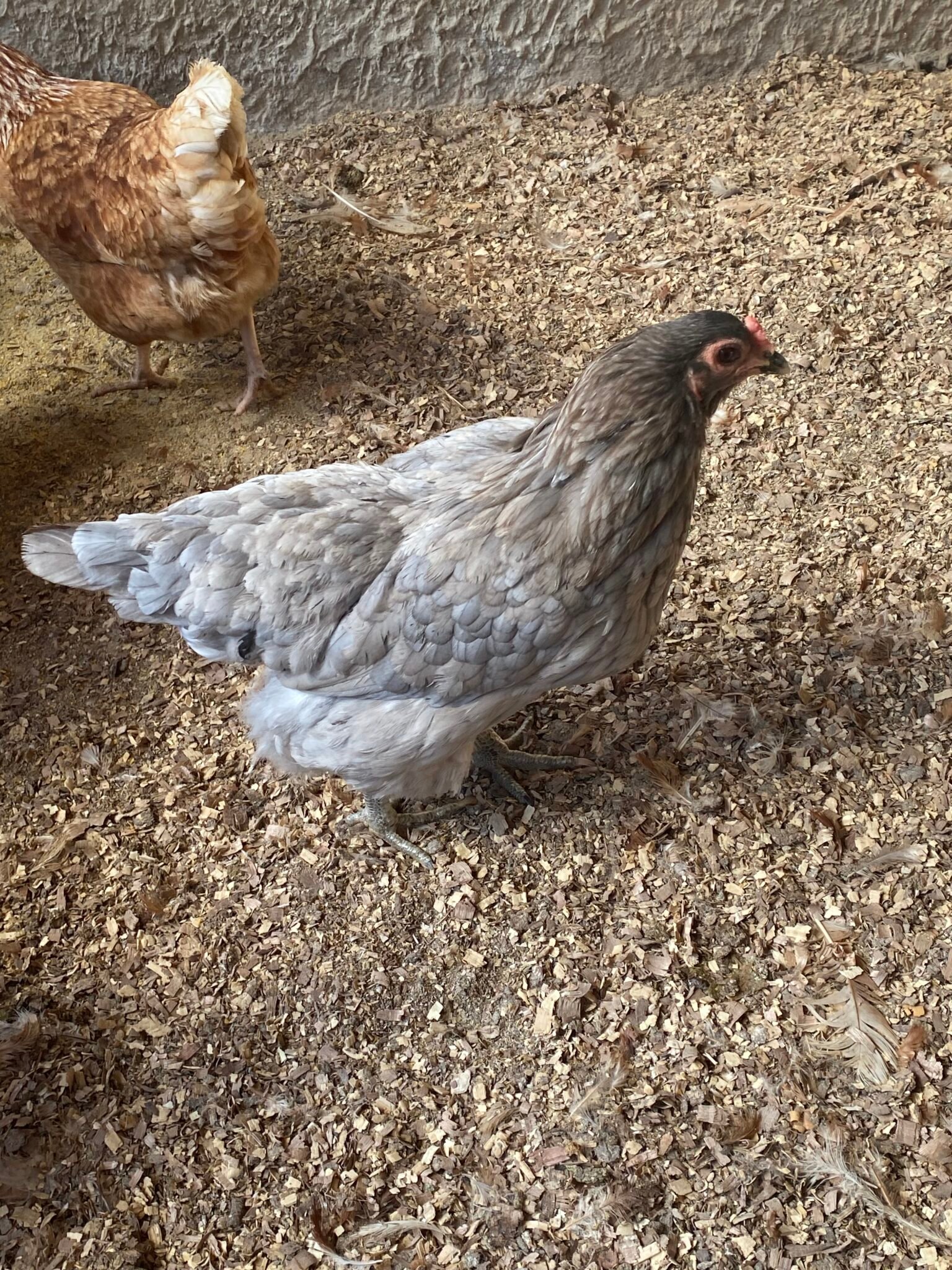 Gallinas Mapuches - Huevos celestes y verdes | Gallinas de Raza