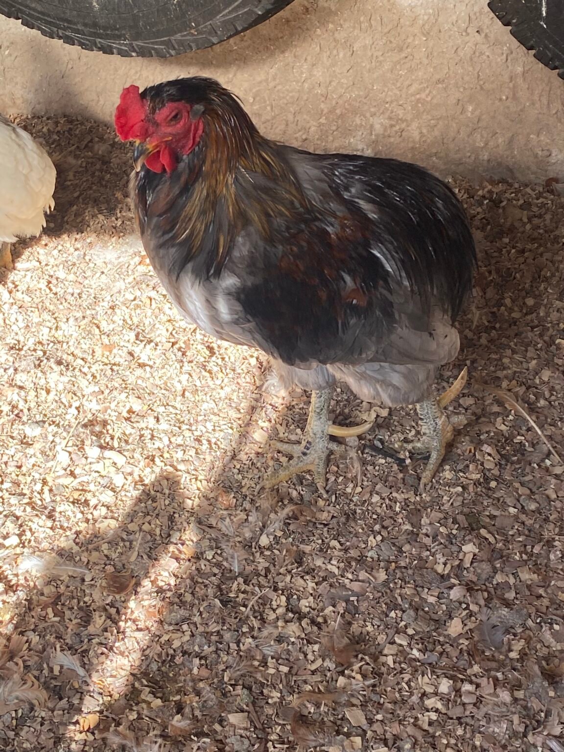 Gallinas Mapuches - Huevos celestes y verdes | Gallinas de Raza